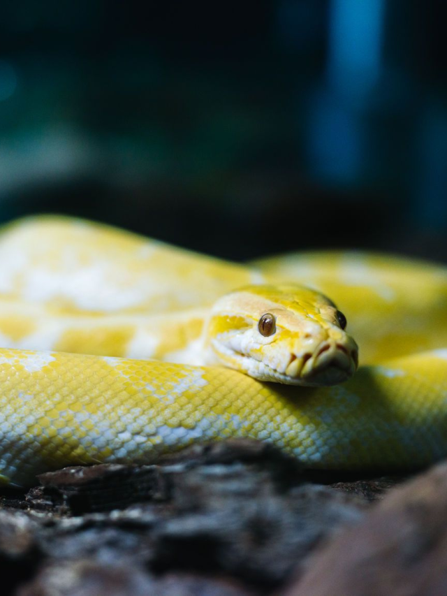 8 Common snake breeds kept as pets - News24