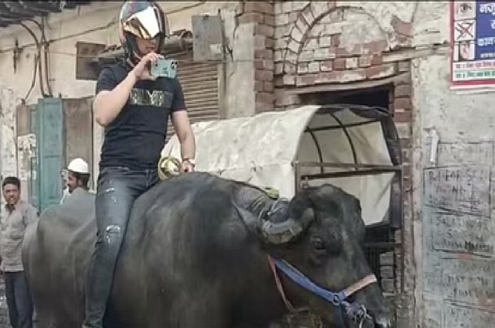 Man rides on buffalo in market wearing helmet, video viral
