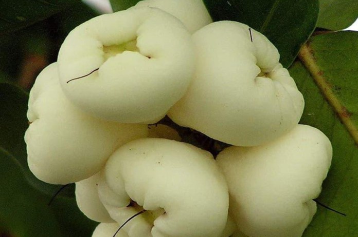 White Jamun Benefits: Boon for eyes, skin; add this fruit to your diet