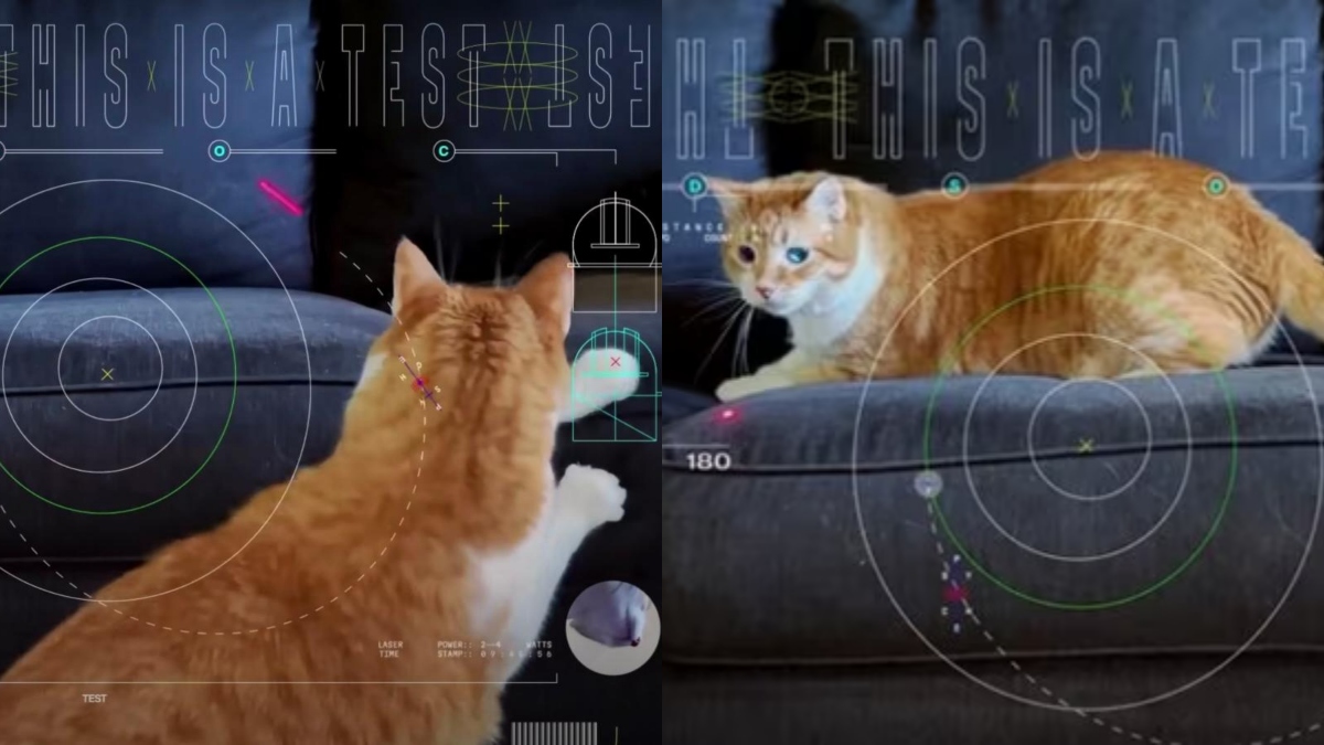 Earth Receives High-Definition Cat Video From 19 Million Miles Away