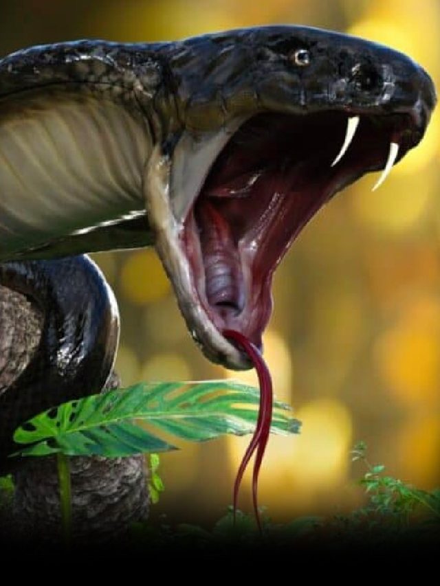 Discovering the Longest Snakes in the World - News24