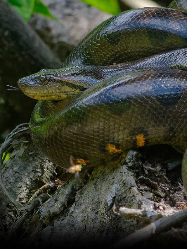 World's Largest 26-Foot Green Anaconda Found In Amazon Forest - News24