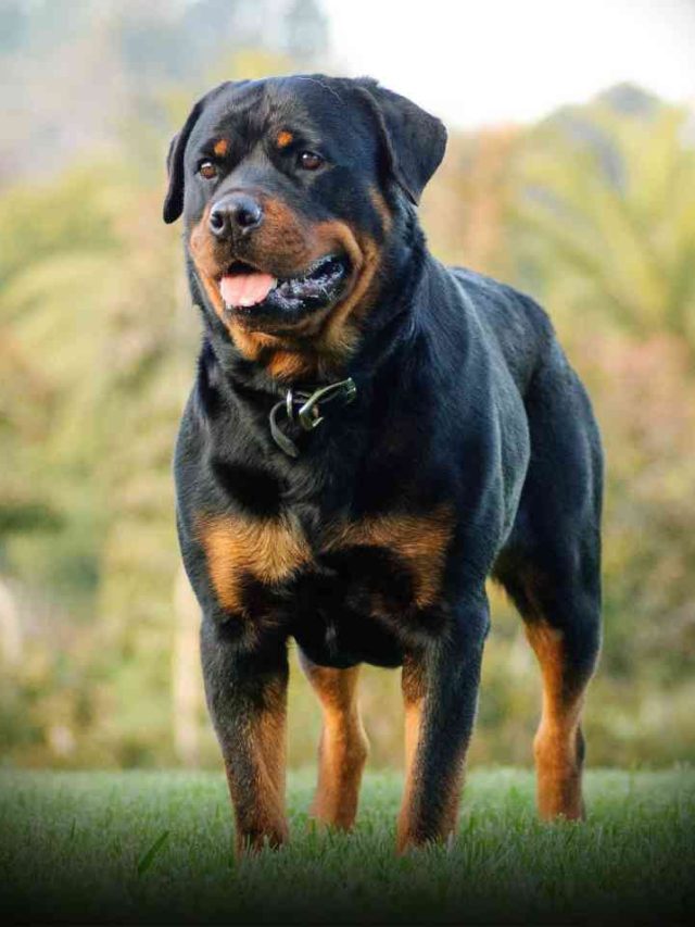 Dog Breeds Recognized For Their Leadership Qualities - News24