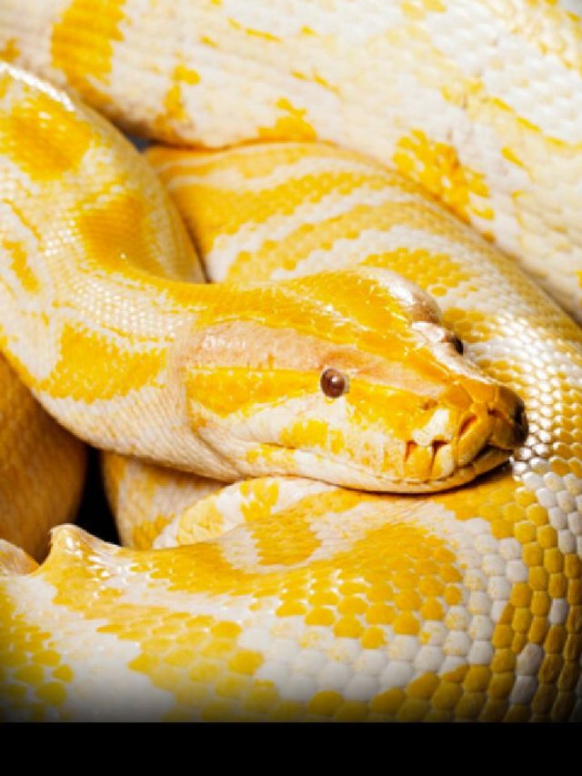 Nature's Vibrant Yellow Wildlife - News24