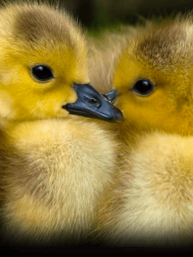 Meet the Most Adorable Baby Animals - News24