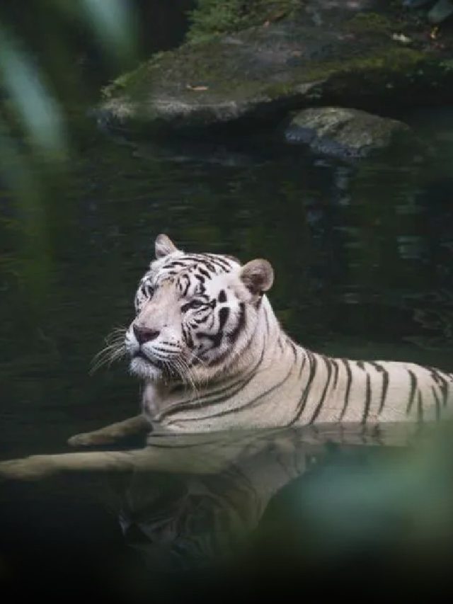 Want To See Majestic White Tigers? Visit These Seven Indian Zoos - News24