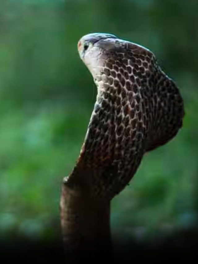 Know The Fierce Animals That Hunt Cobras - News24