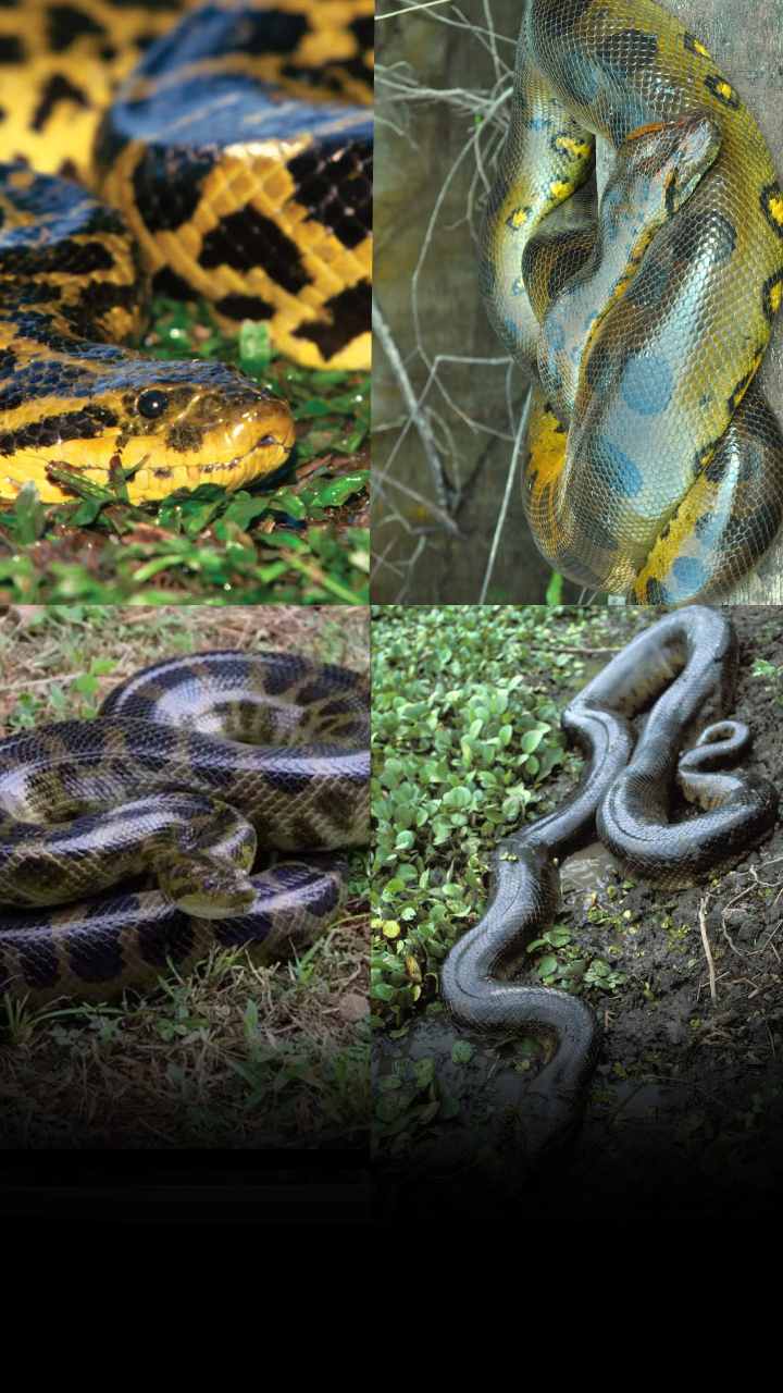 Dark Spotted Anaconda 10 Fascinating Facts About Green Anacondas You