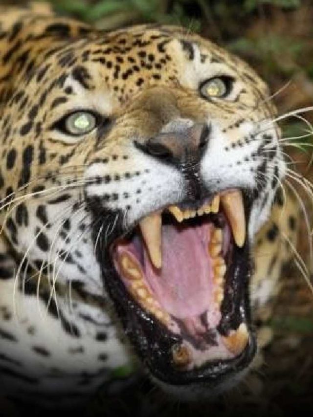 Meet The Animal With The Strongest Bite Force - News24