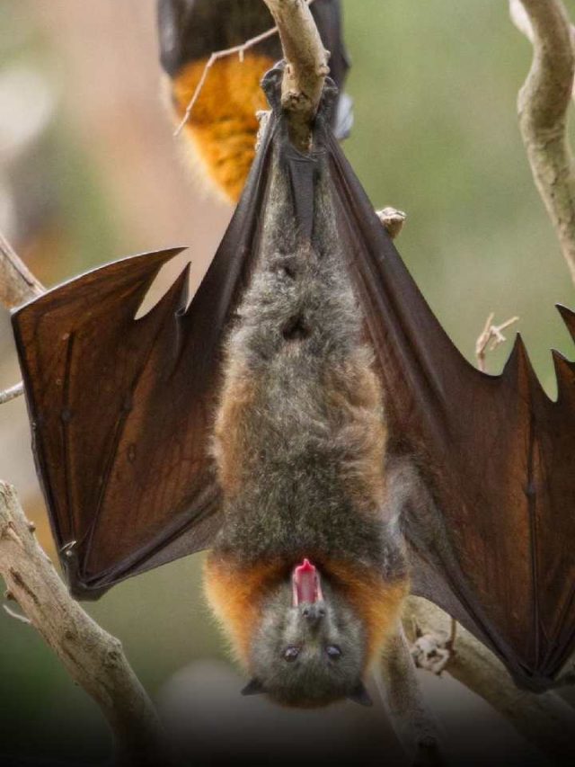Fascinating Facts About Bats - News24