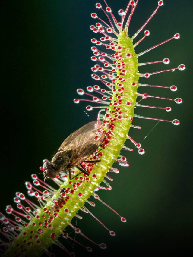 Plants With Animal-Like Behavior: Surprising Examples - News24