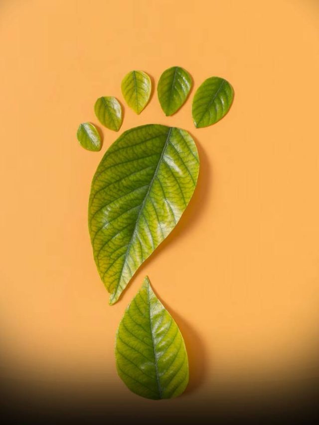 Simple Ways To Shrink Your Carbon Footprint - News24