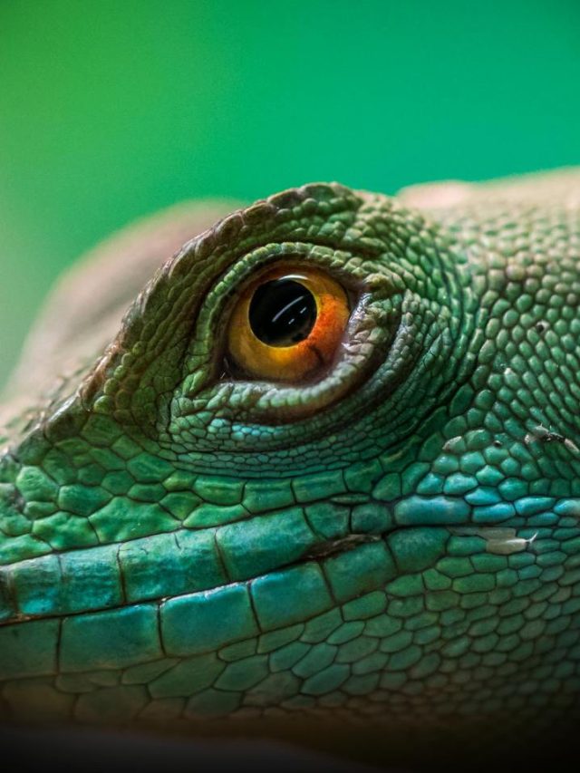 From Deserts To Oceans: Explore The Diverse Biology Of Reptiles - News24