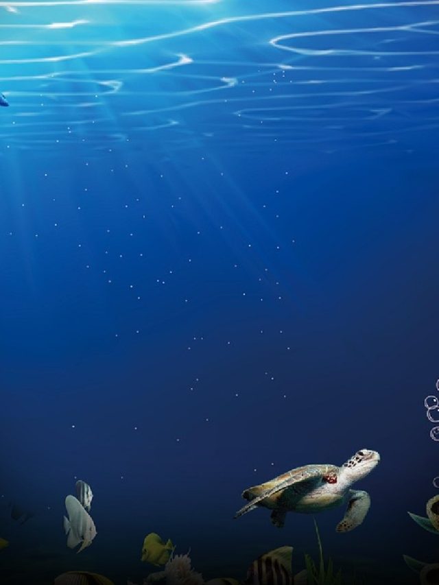 Unseen Depths: How Climate Change Is Reshaping the Deep Sea - News24