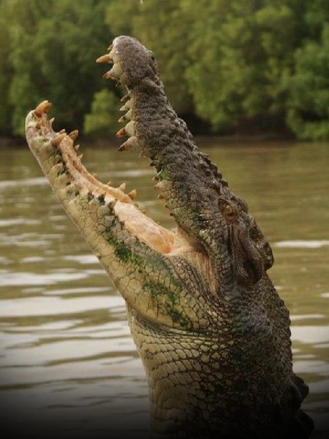 Bite Into The Wild: It’s National Alligator Day - News24