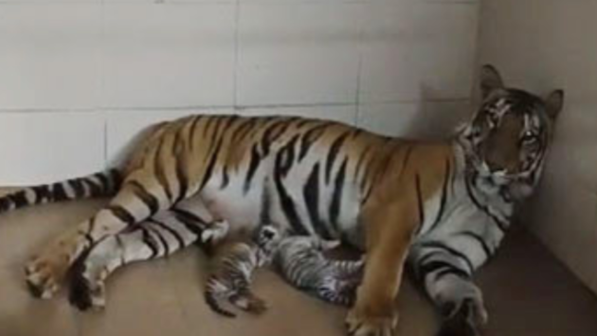 Tigress, Four Cubs Found Dead in Karnataka Forest; Minister Orders Investigation News24
