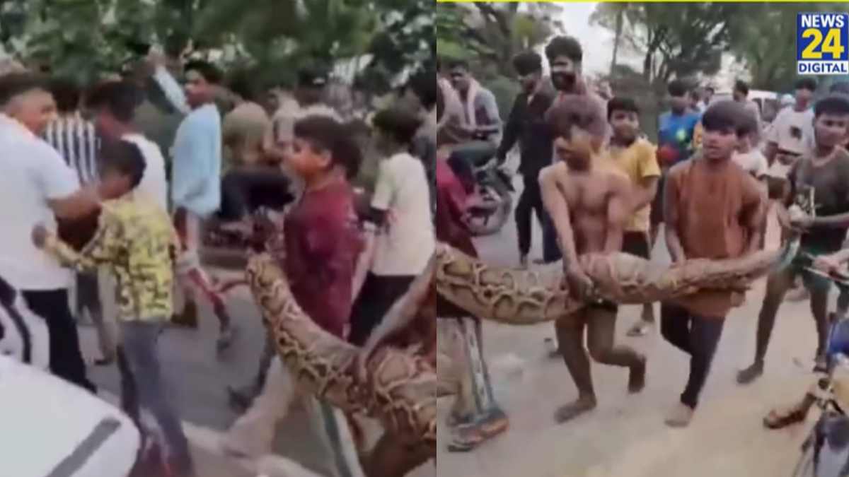 Viral Video: Children Casually Carry 15-Foot Python In UP's Bulandshahr ...